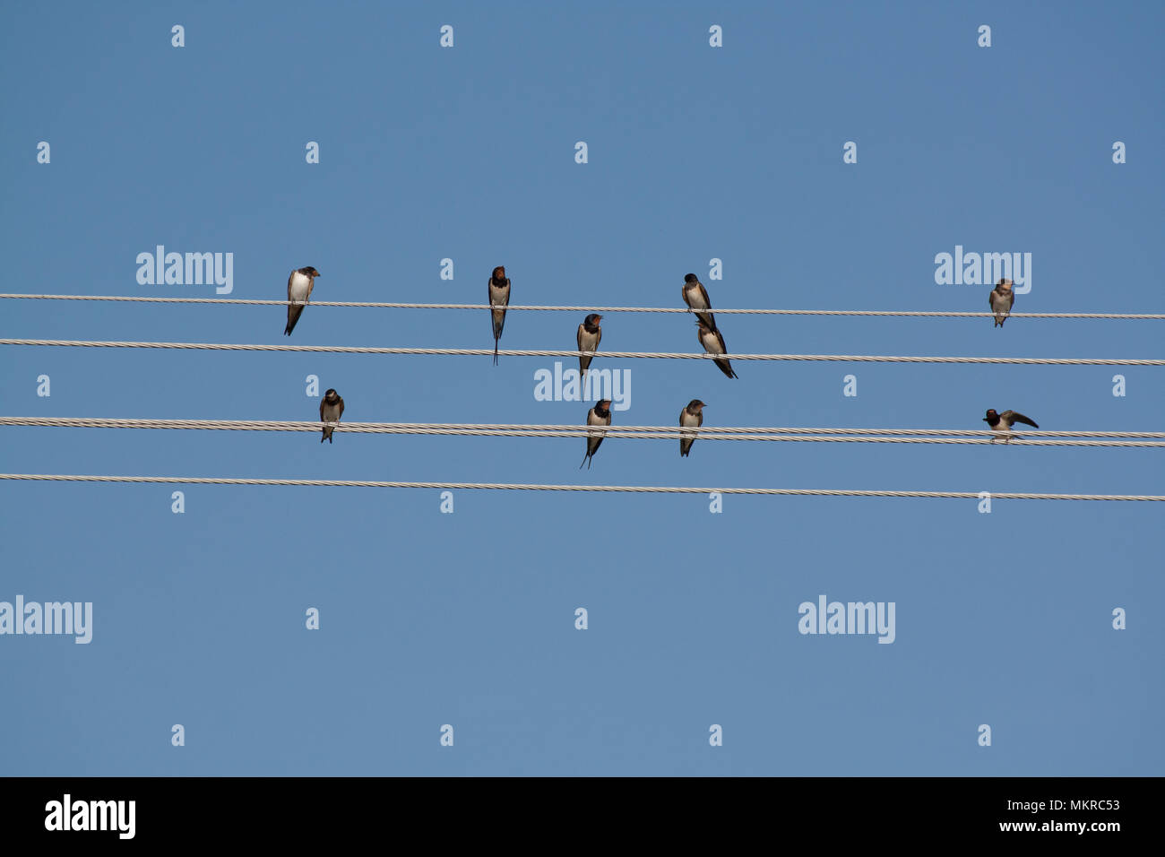 Stormo di rondini immagini e fotografie stock ad alta risoluzione - Alamy