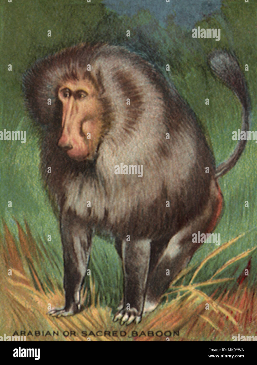 Babbuino sacro immagini e fotografie stock ad alta risoluzione - Alamy