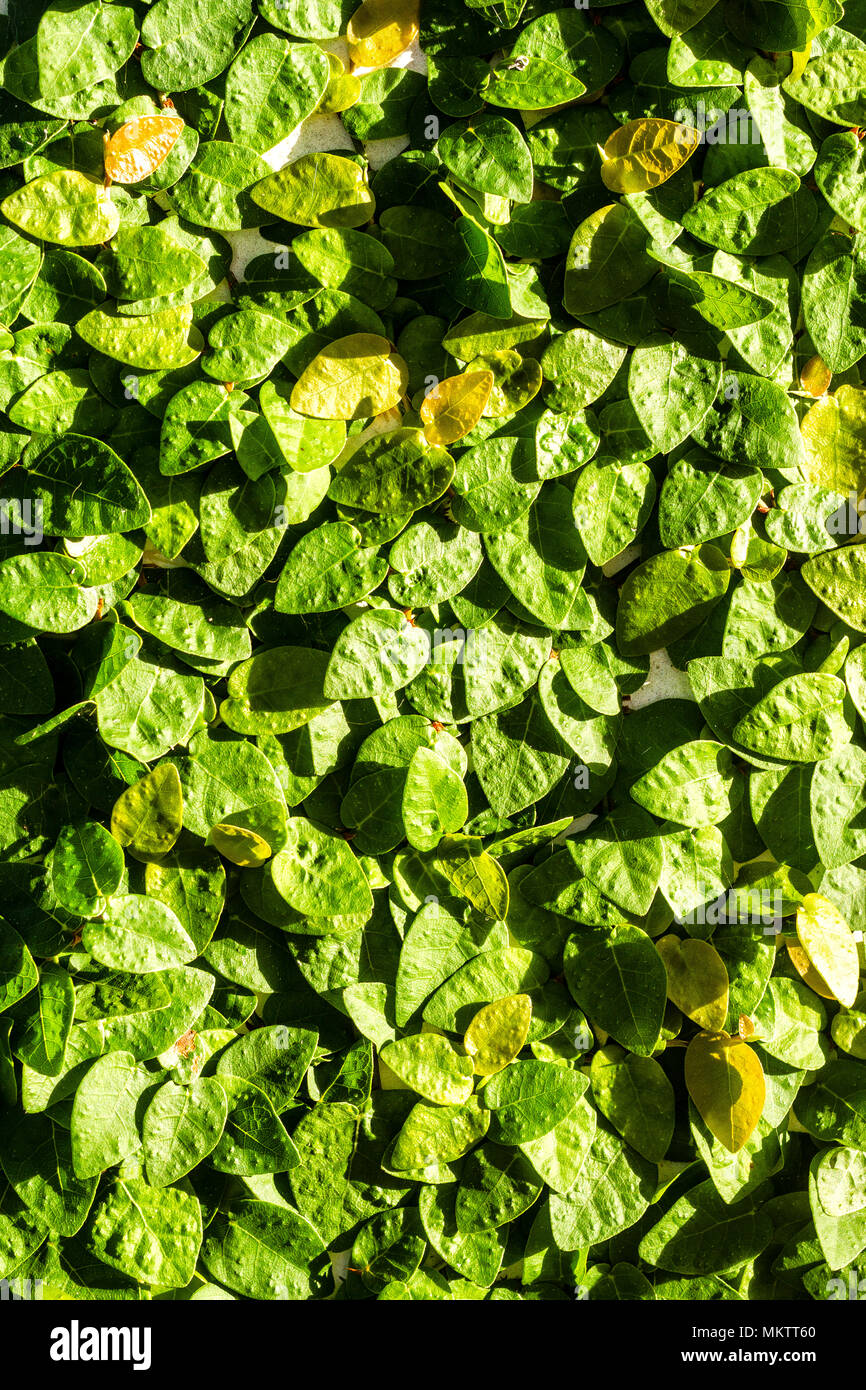 Creeping fig ficus pumila immagini e fotografie stock ad alta ...
