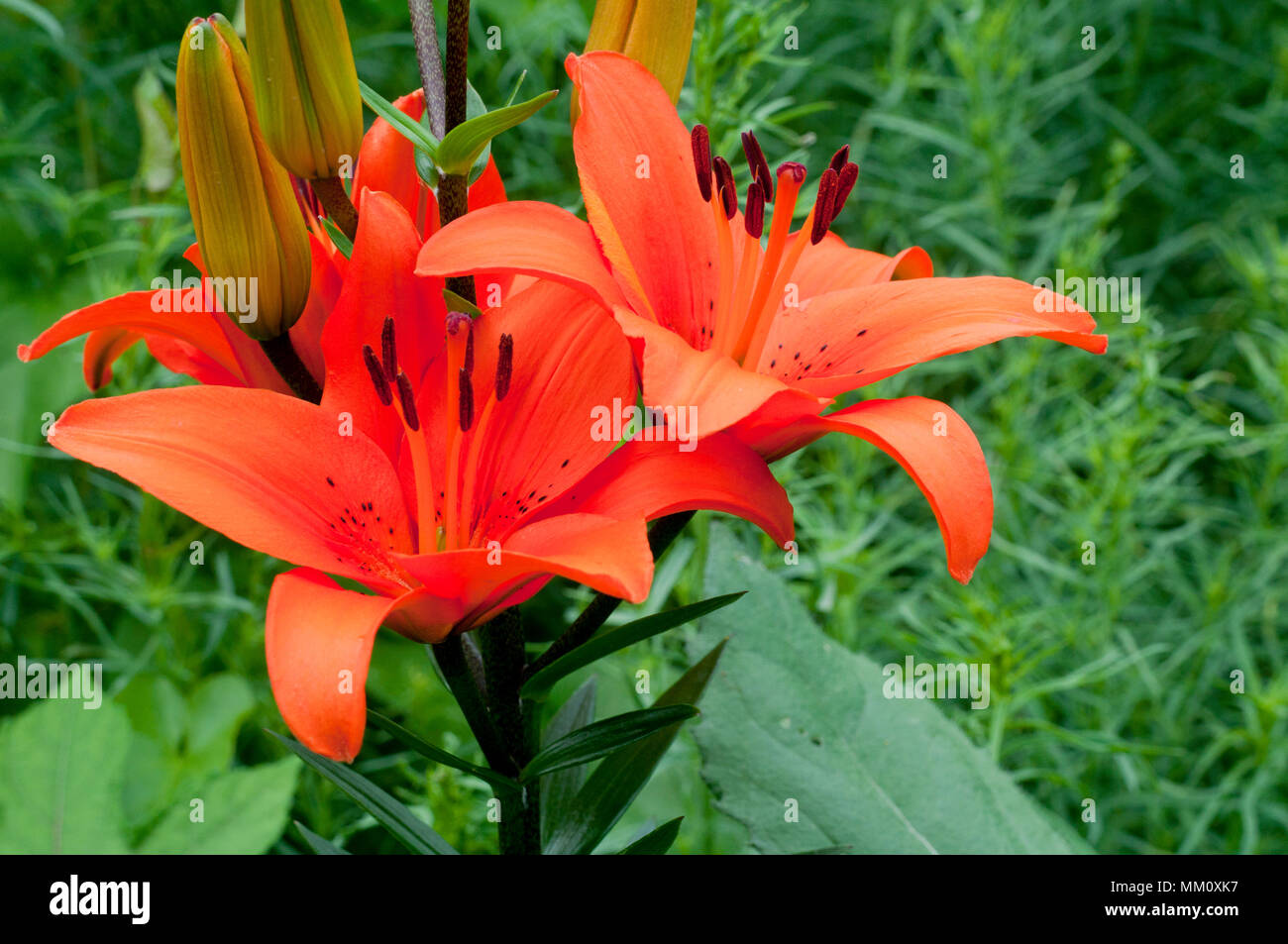 Lilium african queen lily immagini e fotografie stock ad alta ...