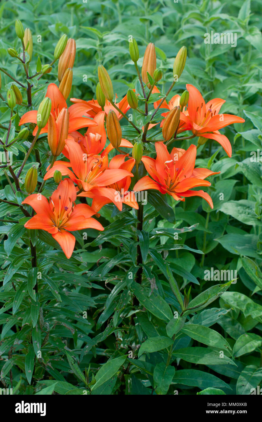 Lilium african queen lily immagini e fotografie stock ad alta ...