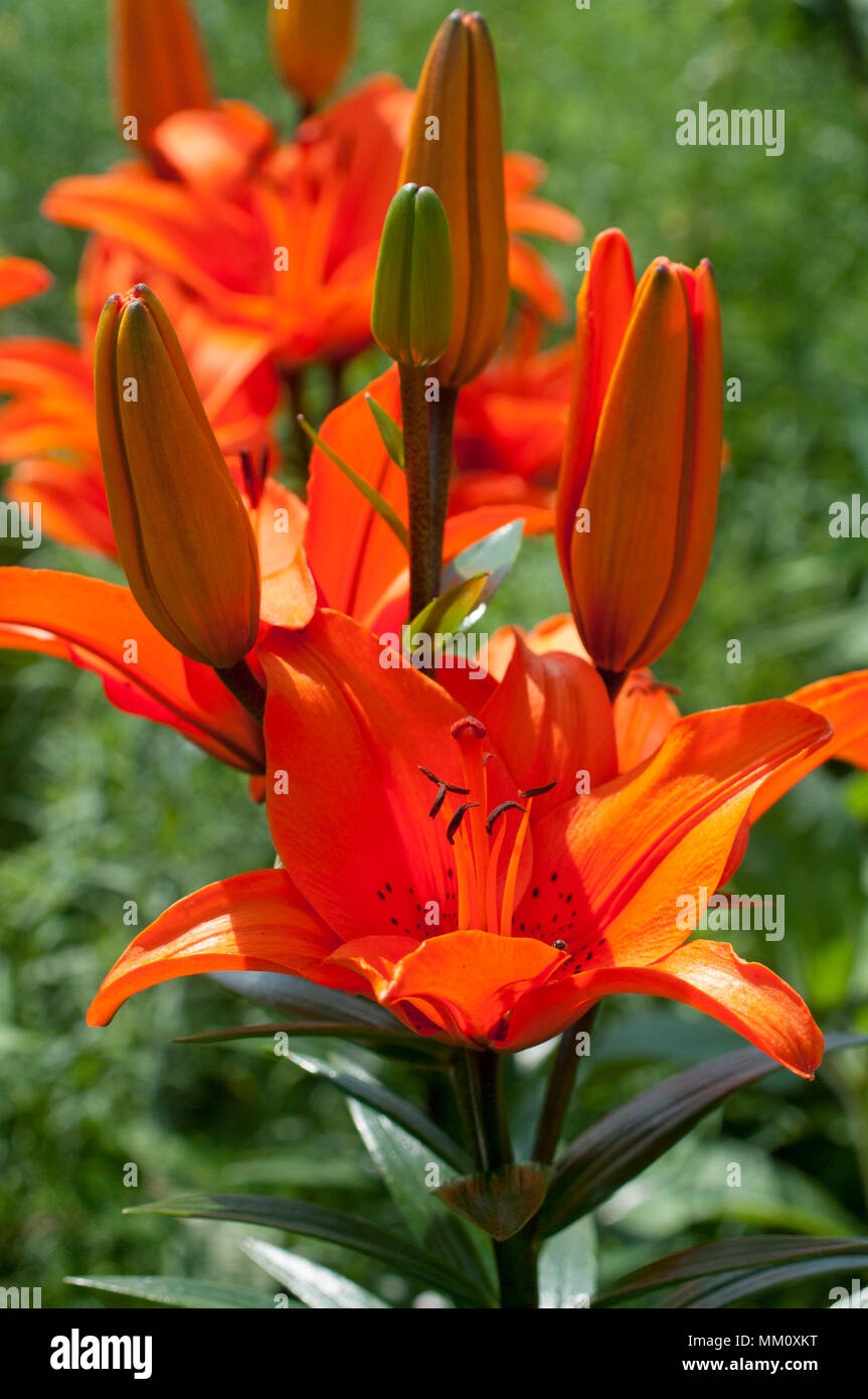 Lilium african queen lily immagini e fotografie stock ad alta ...