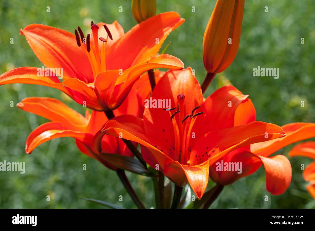 Lilium african queen lily immagini e fotografie stock ad alta ...