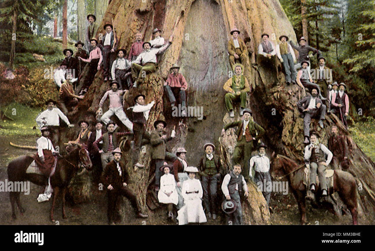 Boole tree immagini e fotografie stock ad alta risoluzione - Alamy