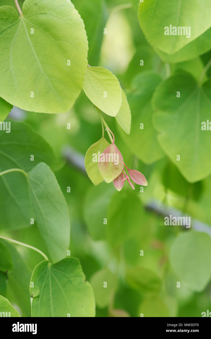 Lunghi rami penduli immagini e fotografie stock ad alta risoluzione - Alamy