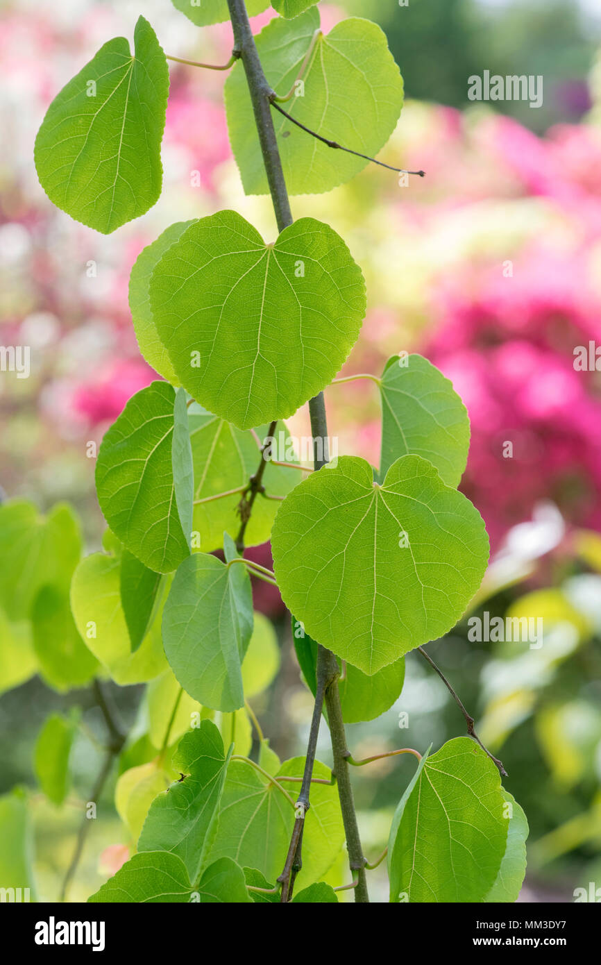 Lunghi rami penduli immagini e fotografie stock ad alta risoluzione - Alamy