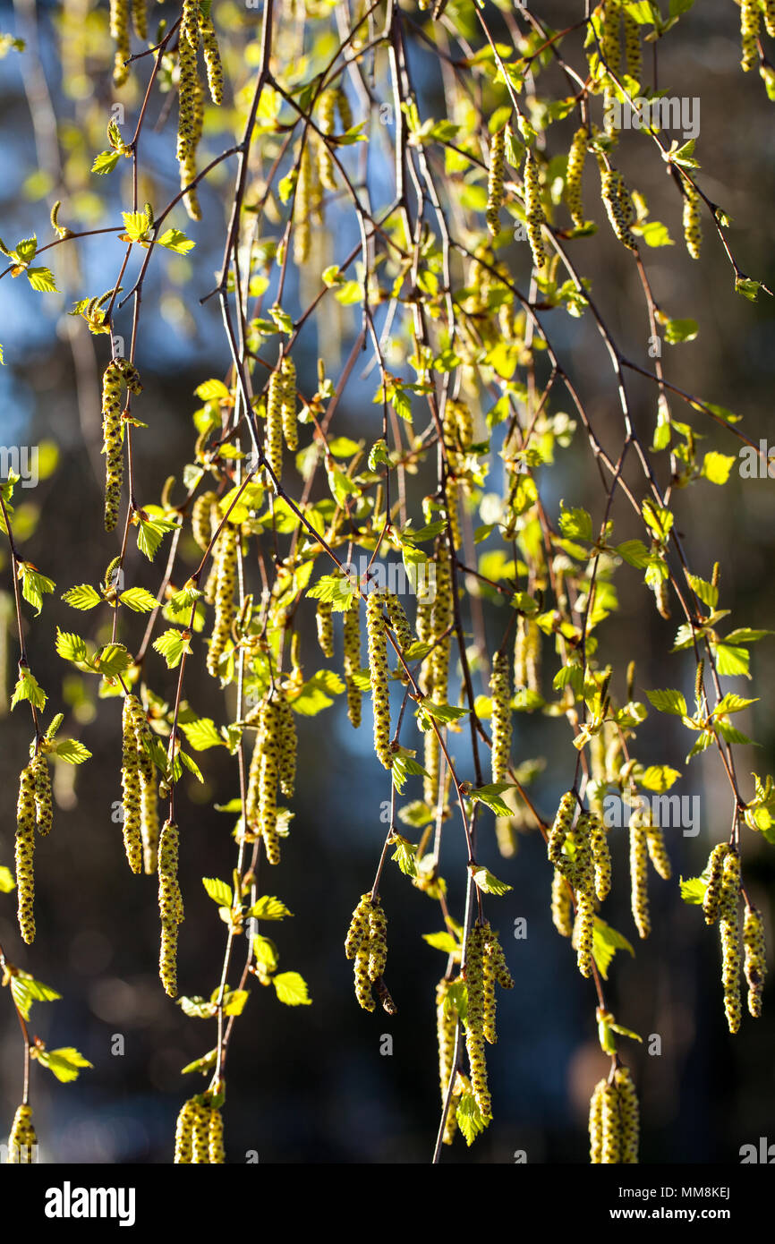 Foglie di betula pendula immagini e fotografie stock ad alta ...