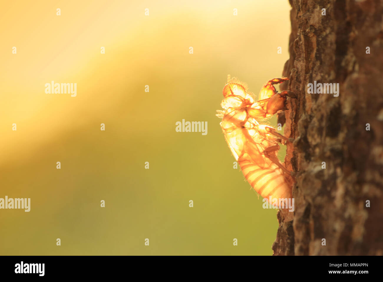 Muta di cicala immagini e fotografie stock ad alta risoluzione - Alamy