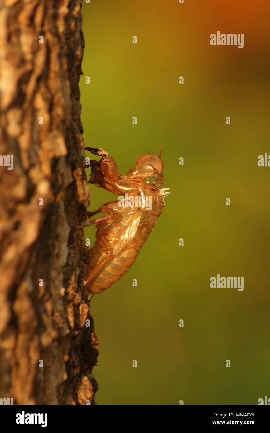 Ciclo di vita della cicala immagini e fotografie stock ad alta ...