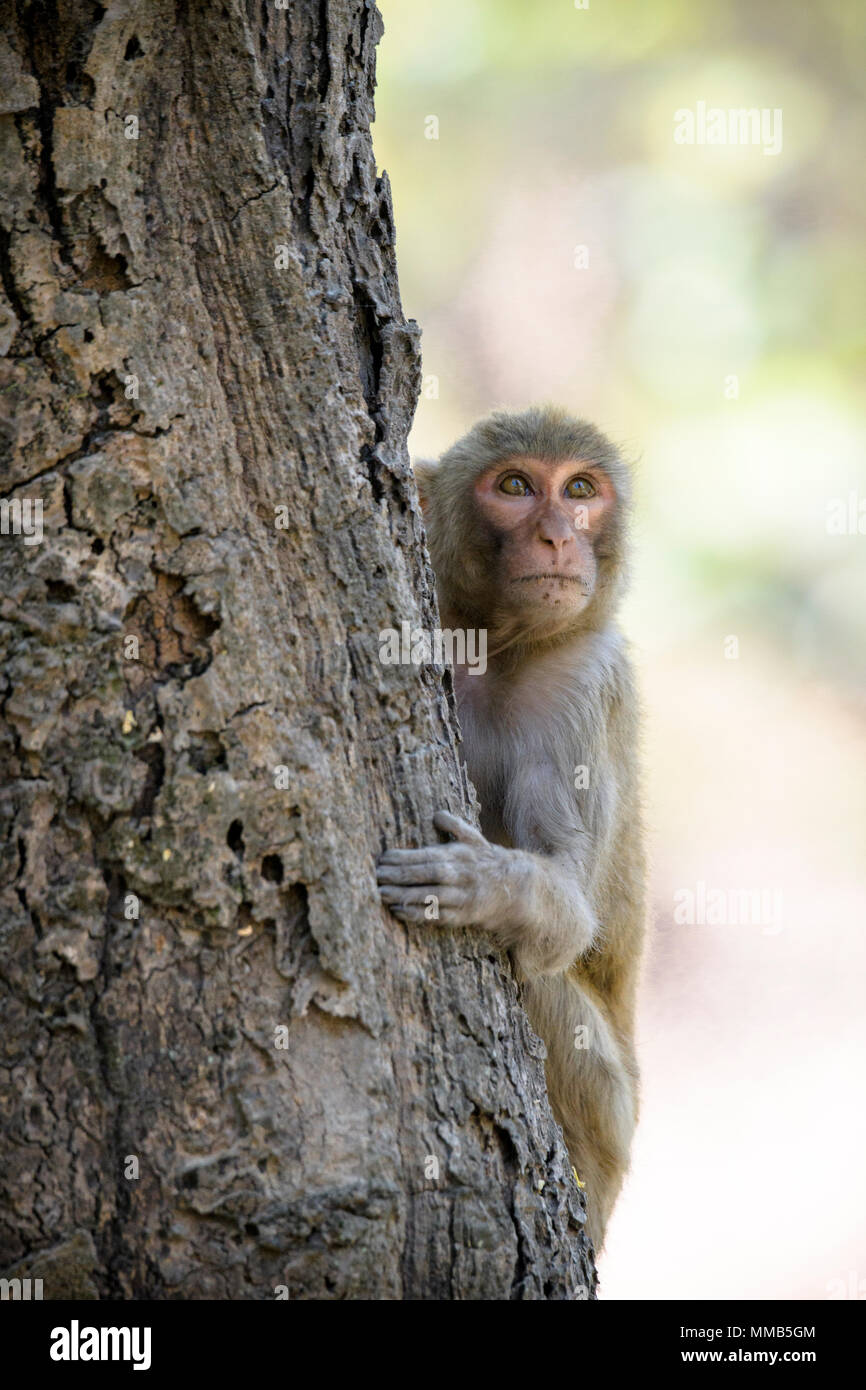 Scimmie diurne immagini e fotografie stock ad alta risoluzione - Alamy