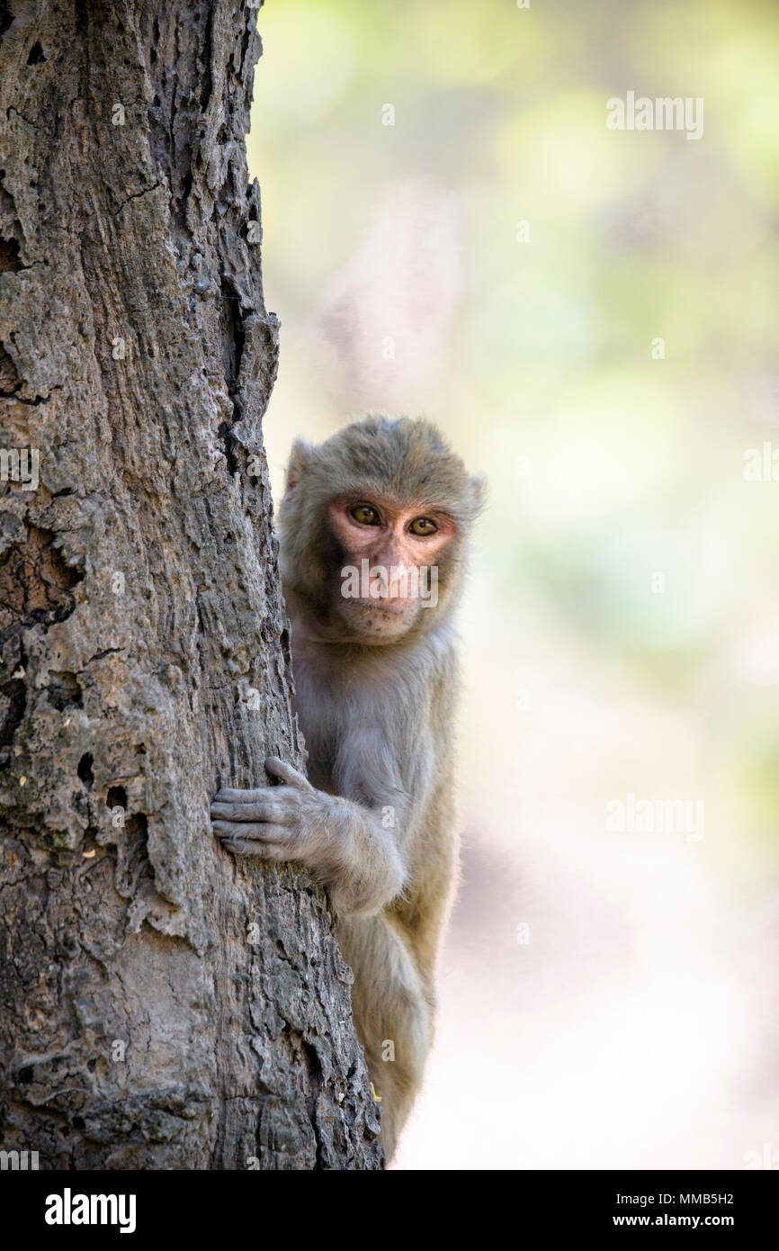 Scimmie diurne immagini e fotografie stock ad alta risoluzione - Alamy