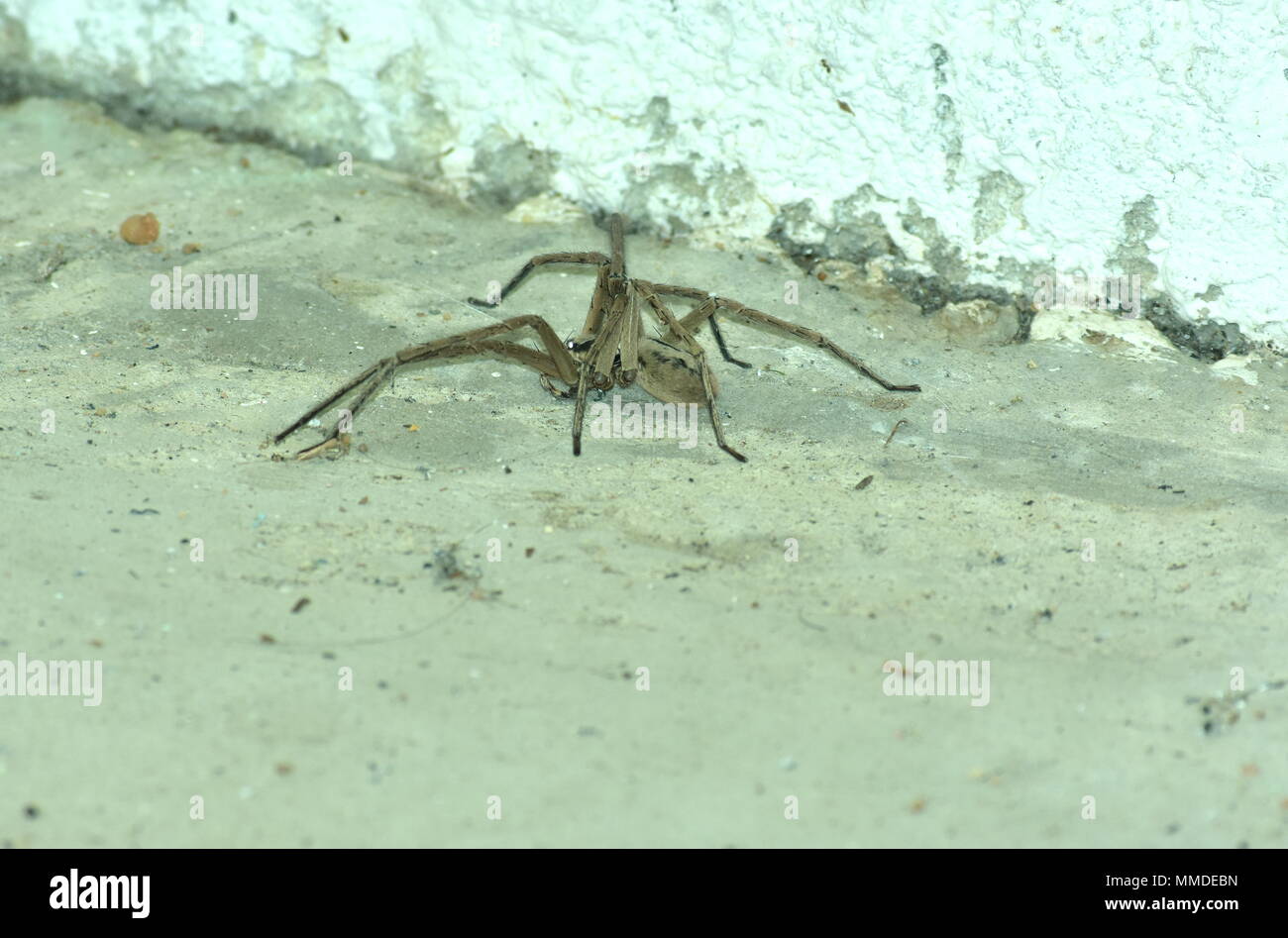 Giant crab spider huntsman spider immagini e fotografie stock ad alta ...