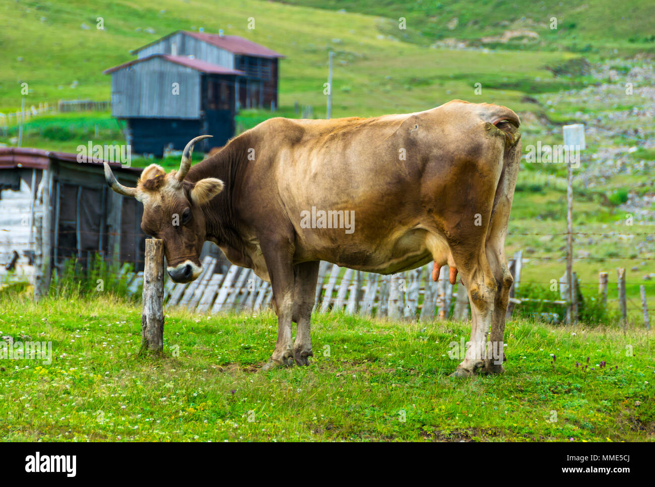 Mucca con grandi corna immagini e fotografie stock ad alta risoluzione ...