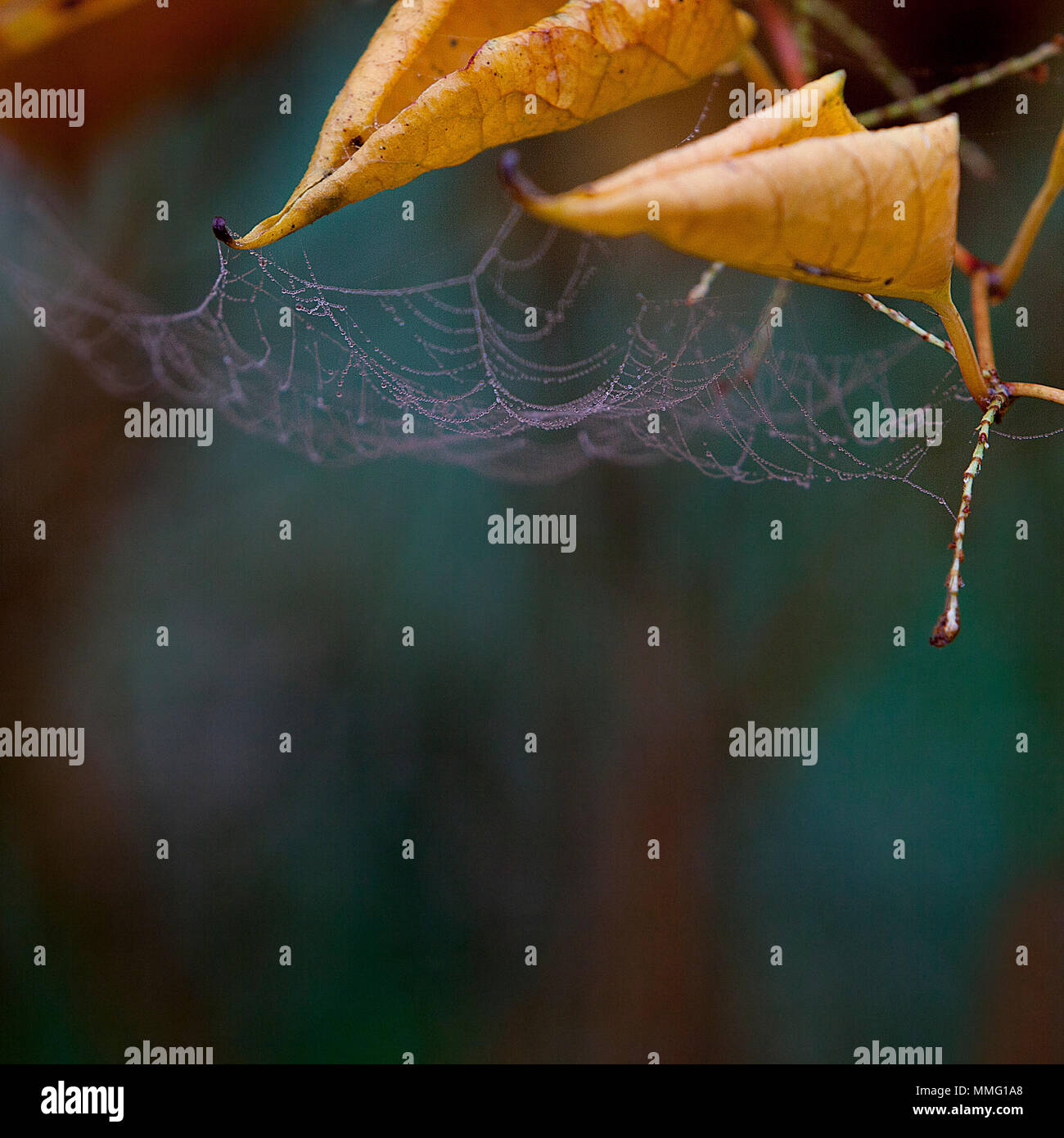 Foglia con ragnatela immagini e fotografie stock ad alta risoluzione ...