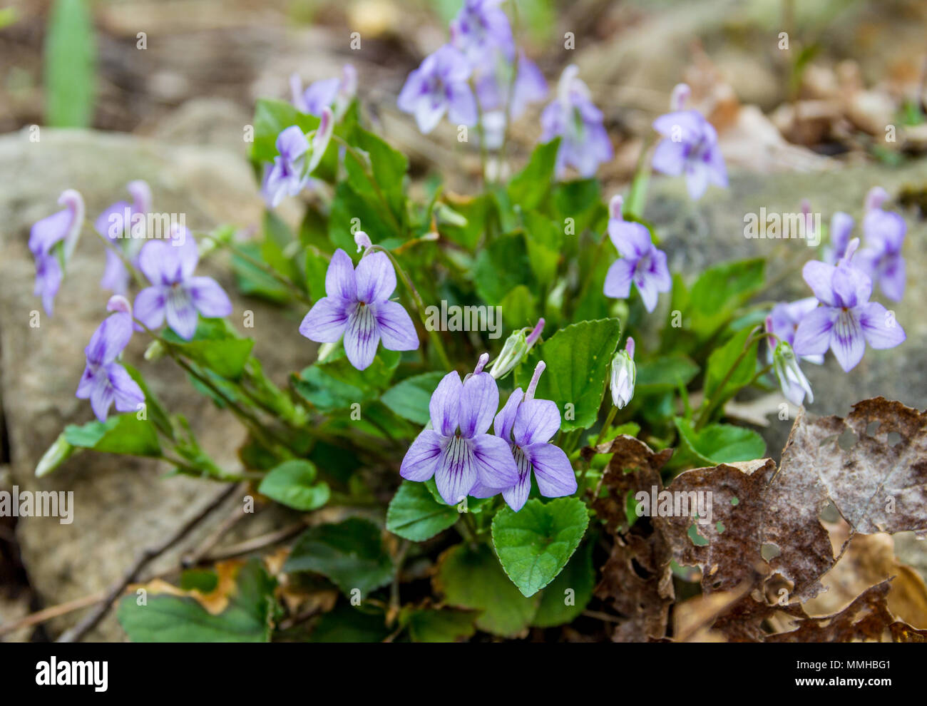 Violette selvatiche immagini e fotografie stock ad alta risoluzione - Alamy
