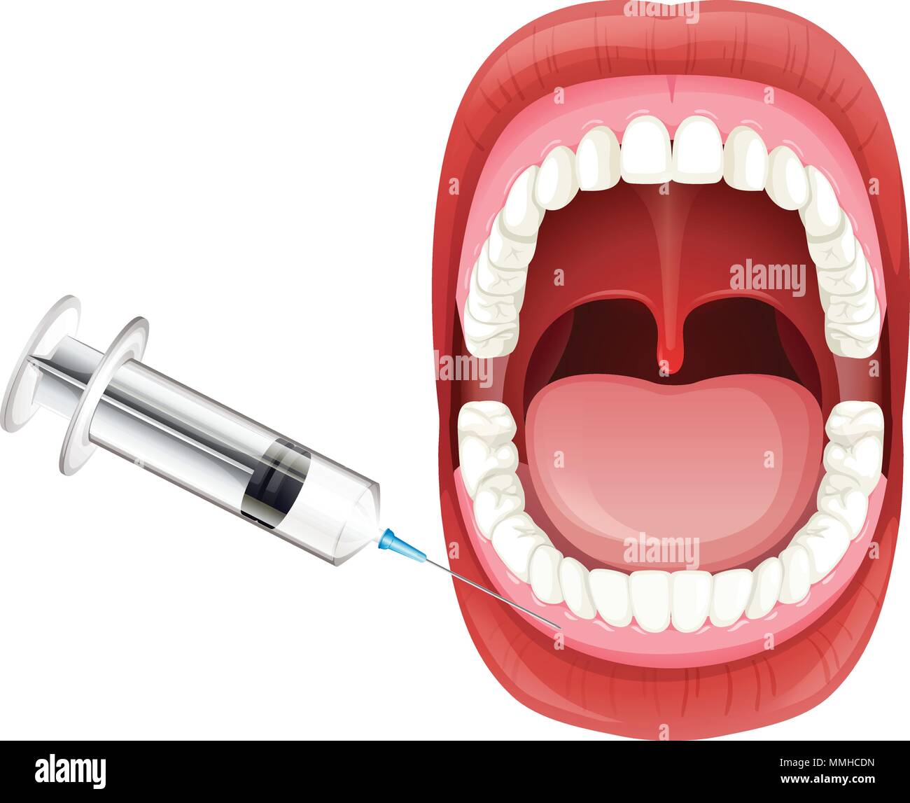 Bocca anatomia Immagini Vettoriali Stock - Alamy