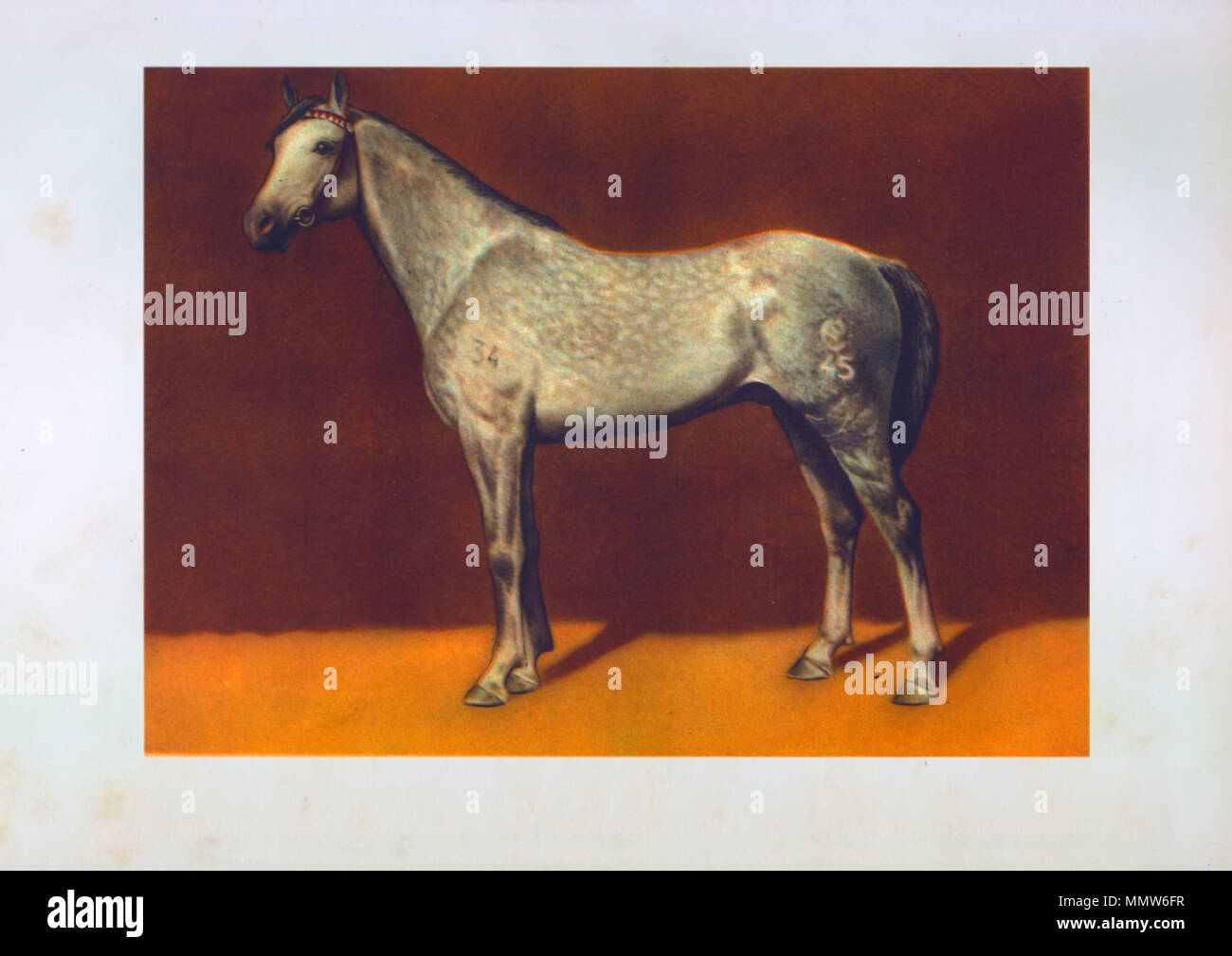 Cavallo stallone immagini e fotografie stock ad alta risoluzione - Alamy