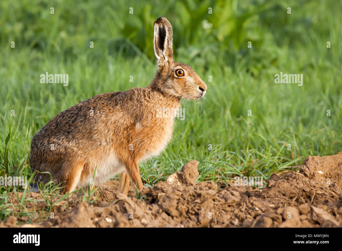 Lepre selvatica immagini e fotografie stock ad alta risoluzione - Alamy