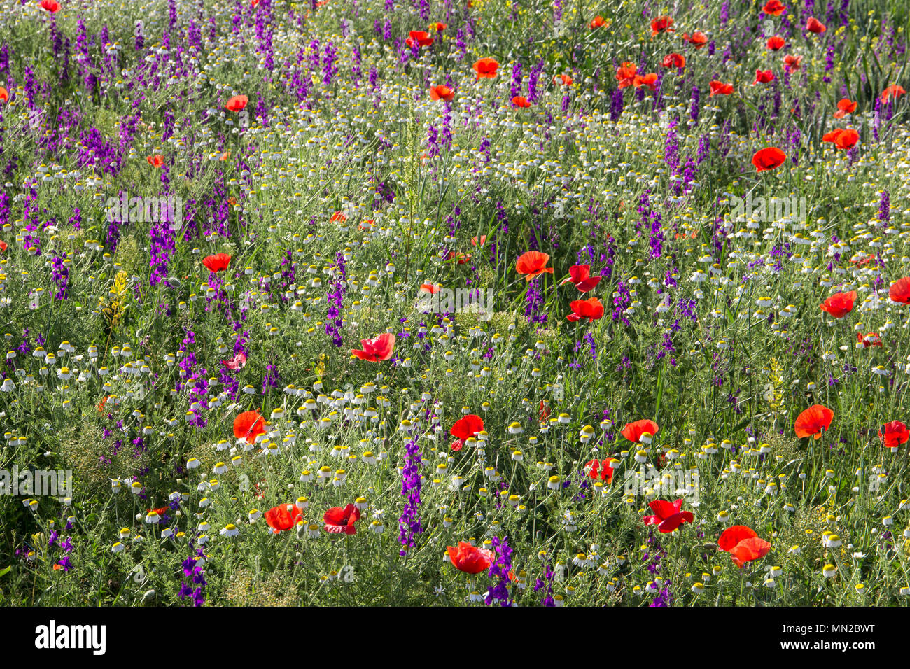 Prato fiorito immagini e fotografie stock ad alta risoluzione - Alamy