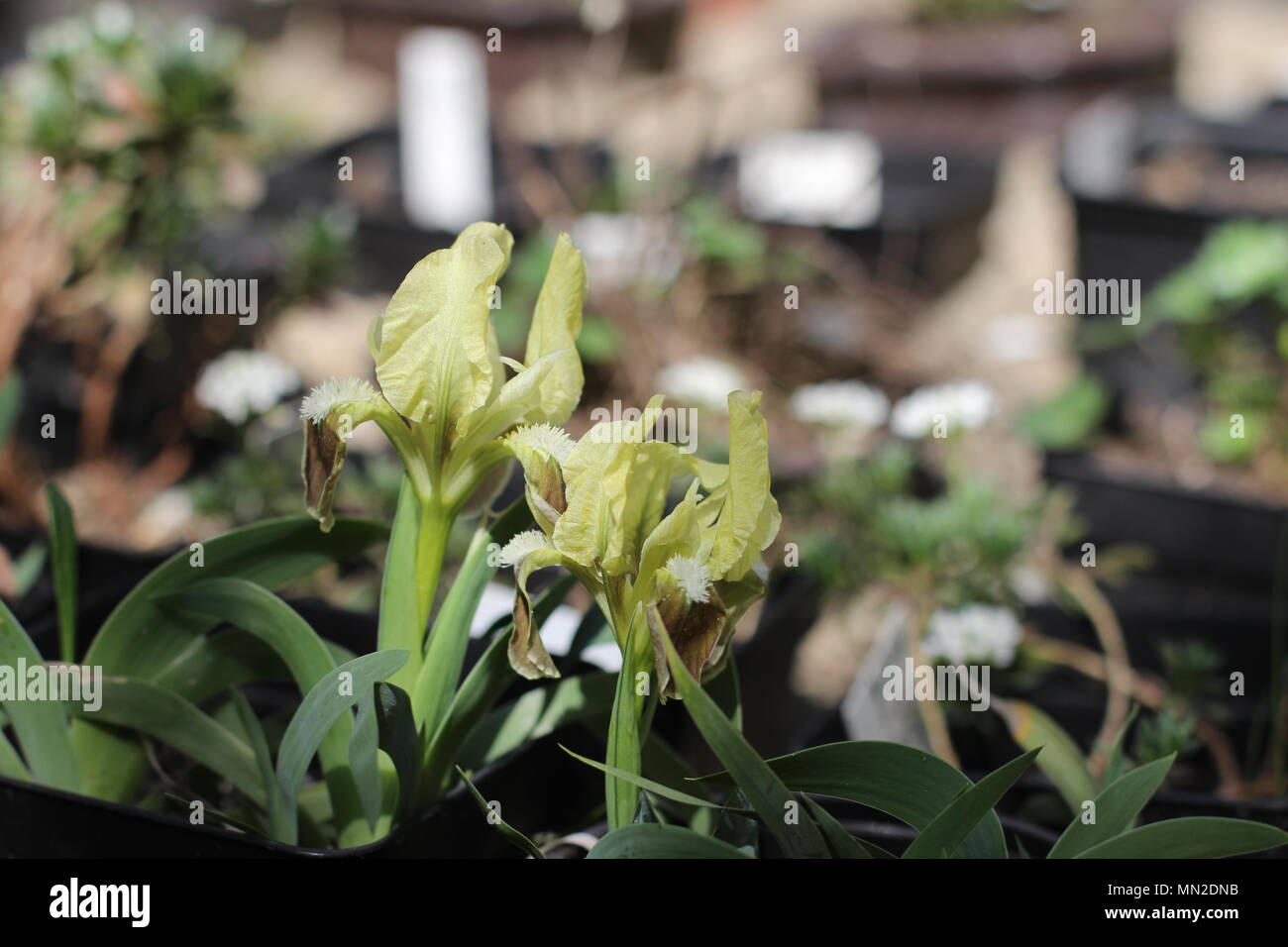 Iris greca immagini e fotografie stock ad alta risoluzione - Alamy