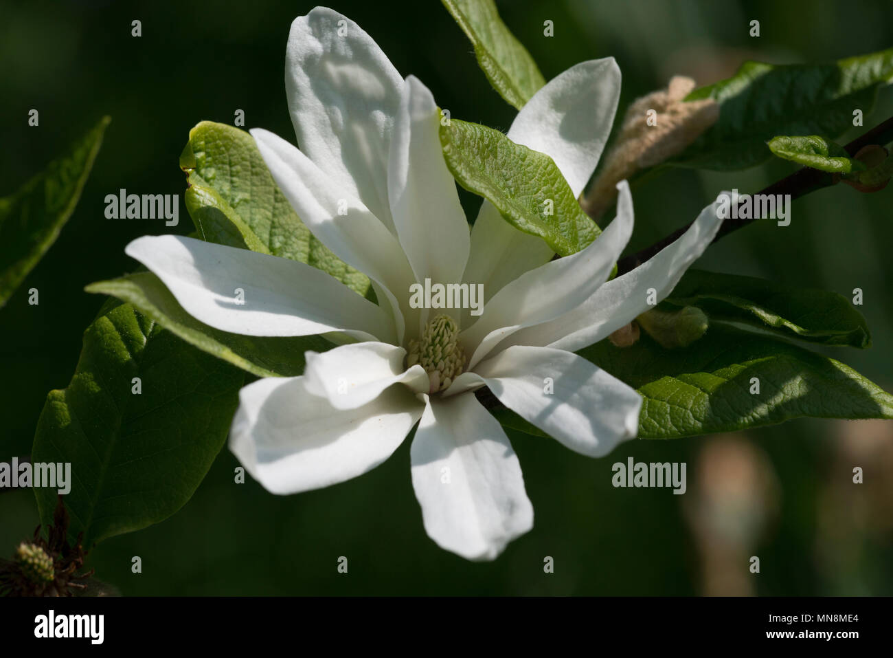 Magnolia kobus immagini e fotografie stock ad alta risoluzione - Alamy