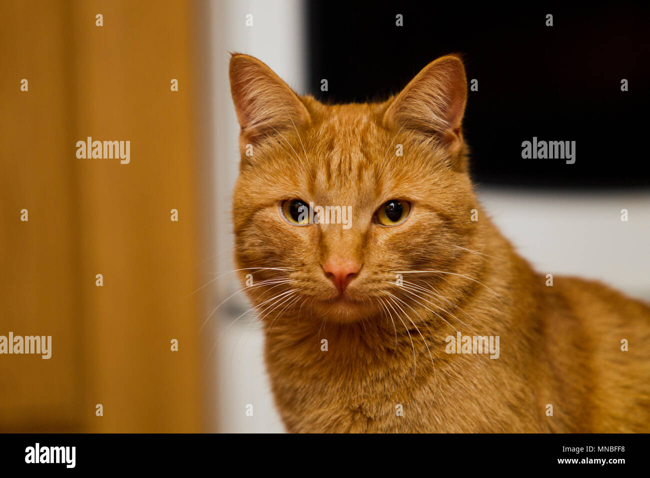 Sorridi gatto cheyshirsky immagini e fotografie stock ad alta ...