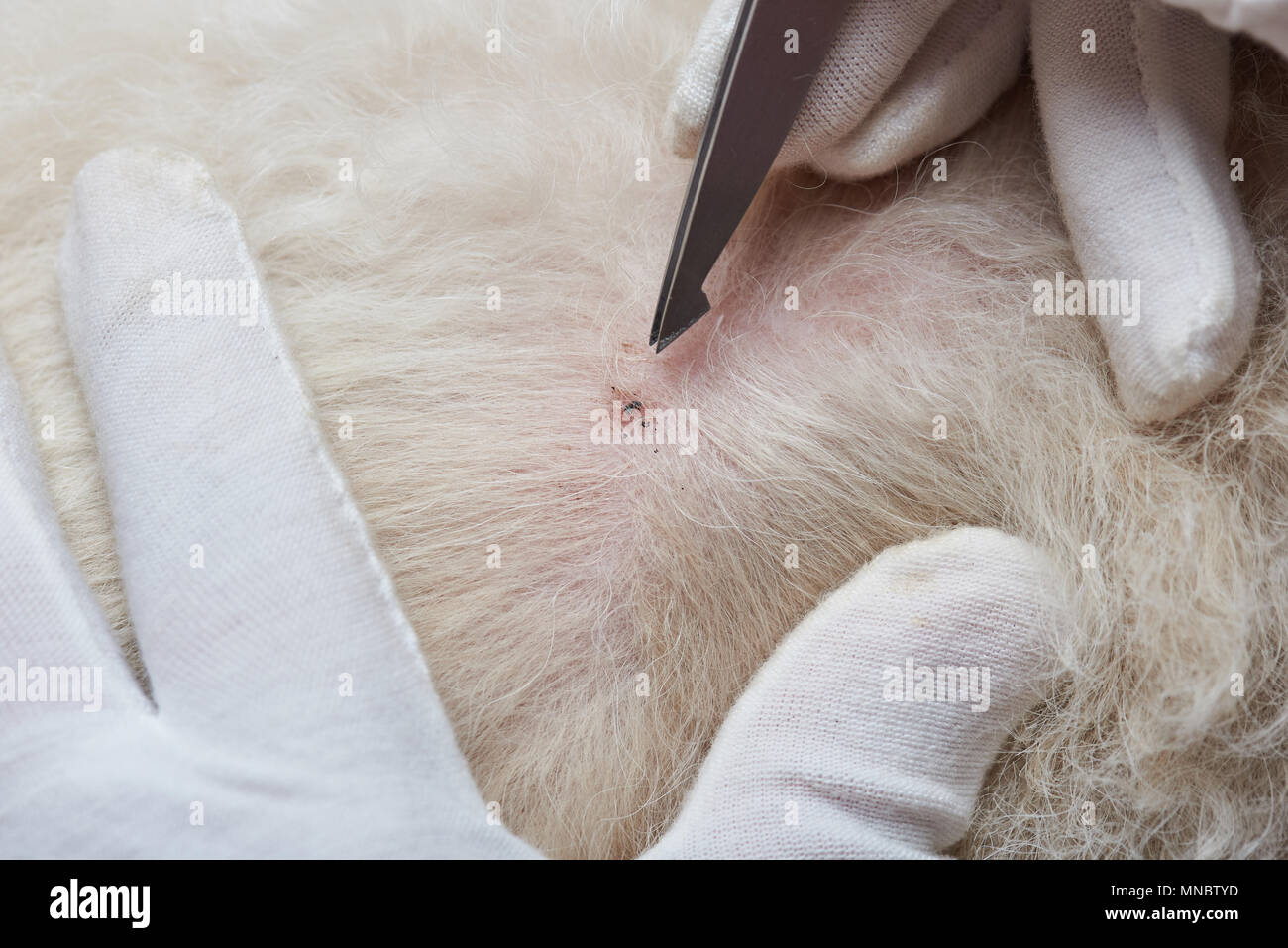 Morso di insetto immagini e fotografie stock ad alta risoluzione - Alamy