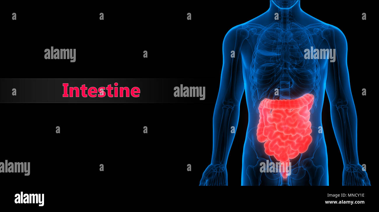Apparato Digestivo umano grande e piccolo intestino anatomia Foto stock ...