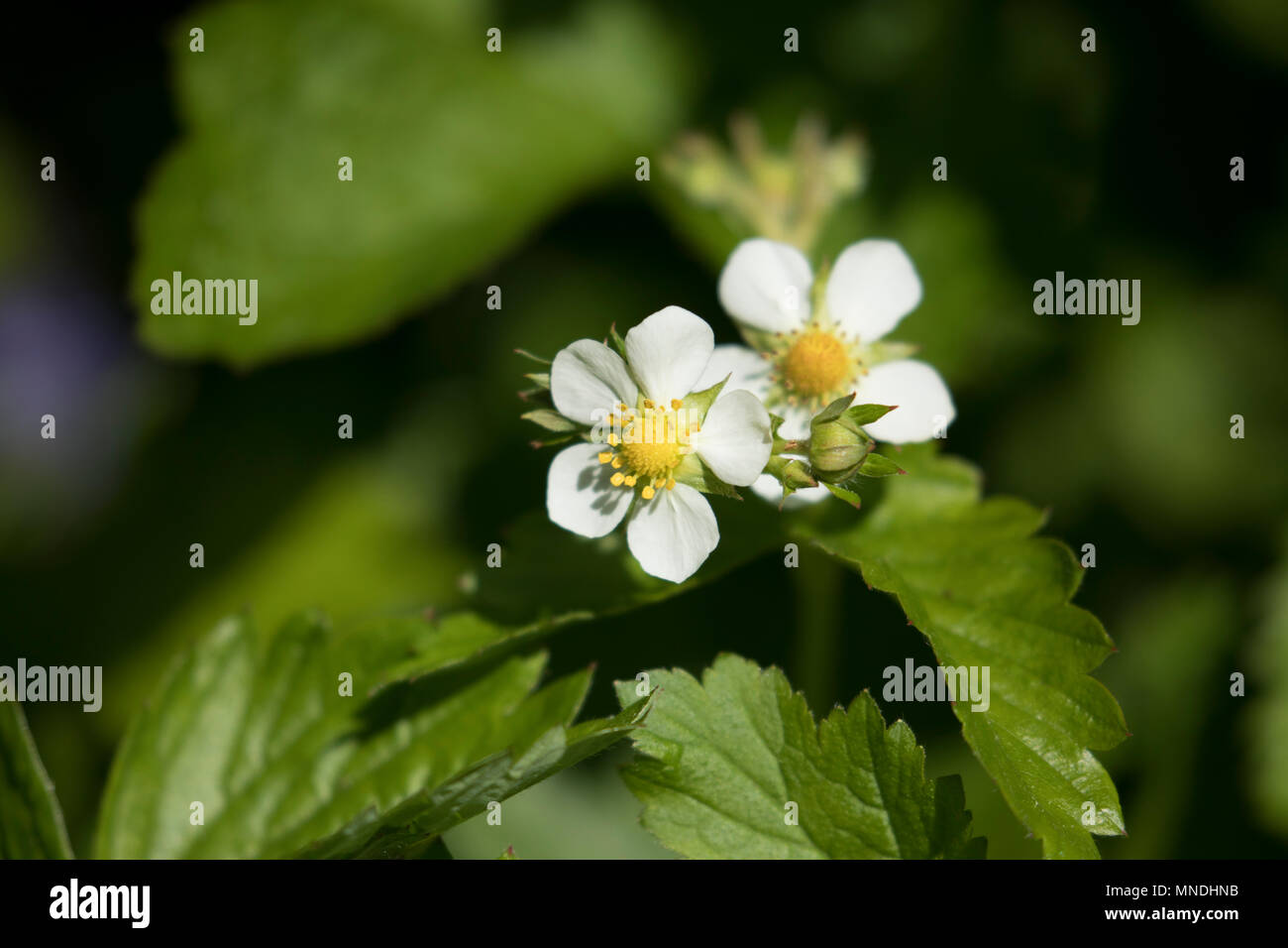 Fiori di fragolina di bosco immagini e fotografie stock ad alta ...