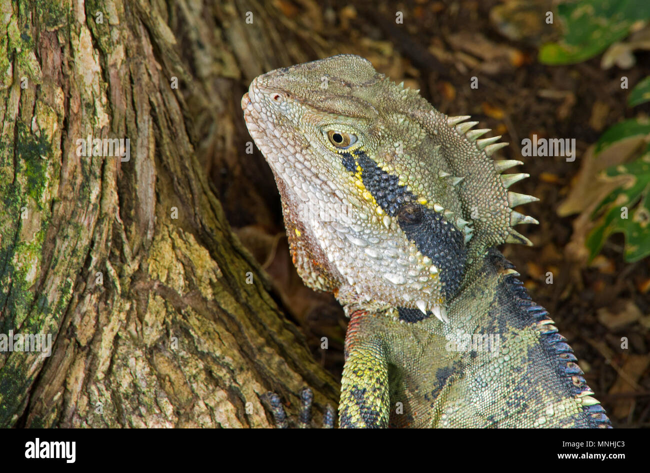 Australian dragon immagini e fotografie stock ad alta risoluzione - Alamy