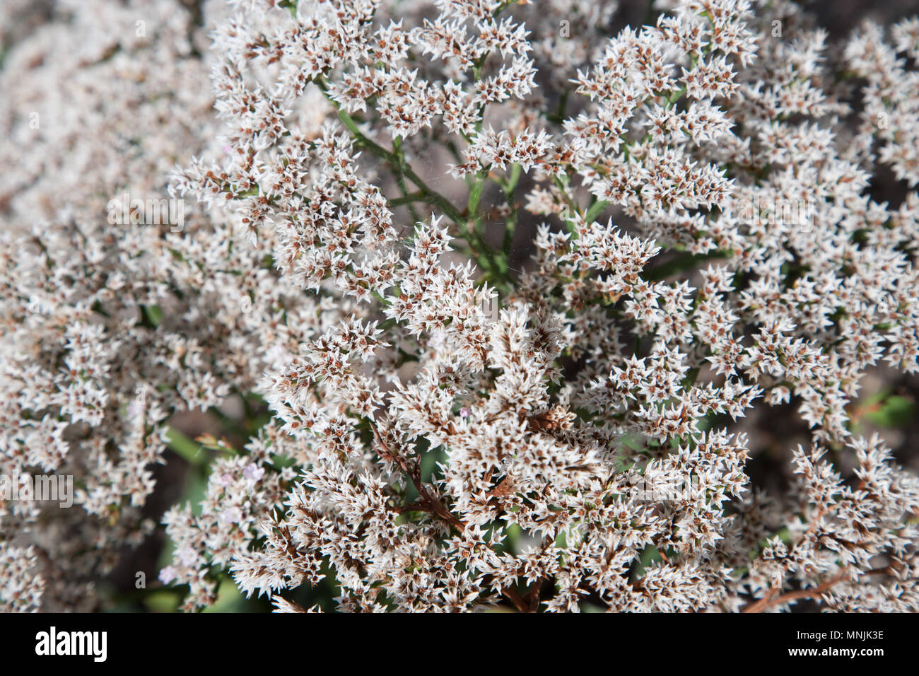 Limonium tataricum immagini e fotografie stock ad alta risoluzione - Alamy