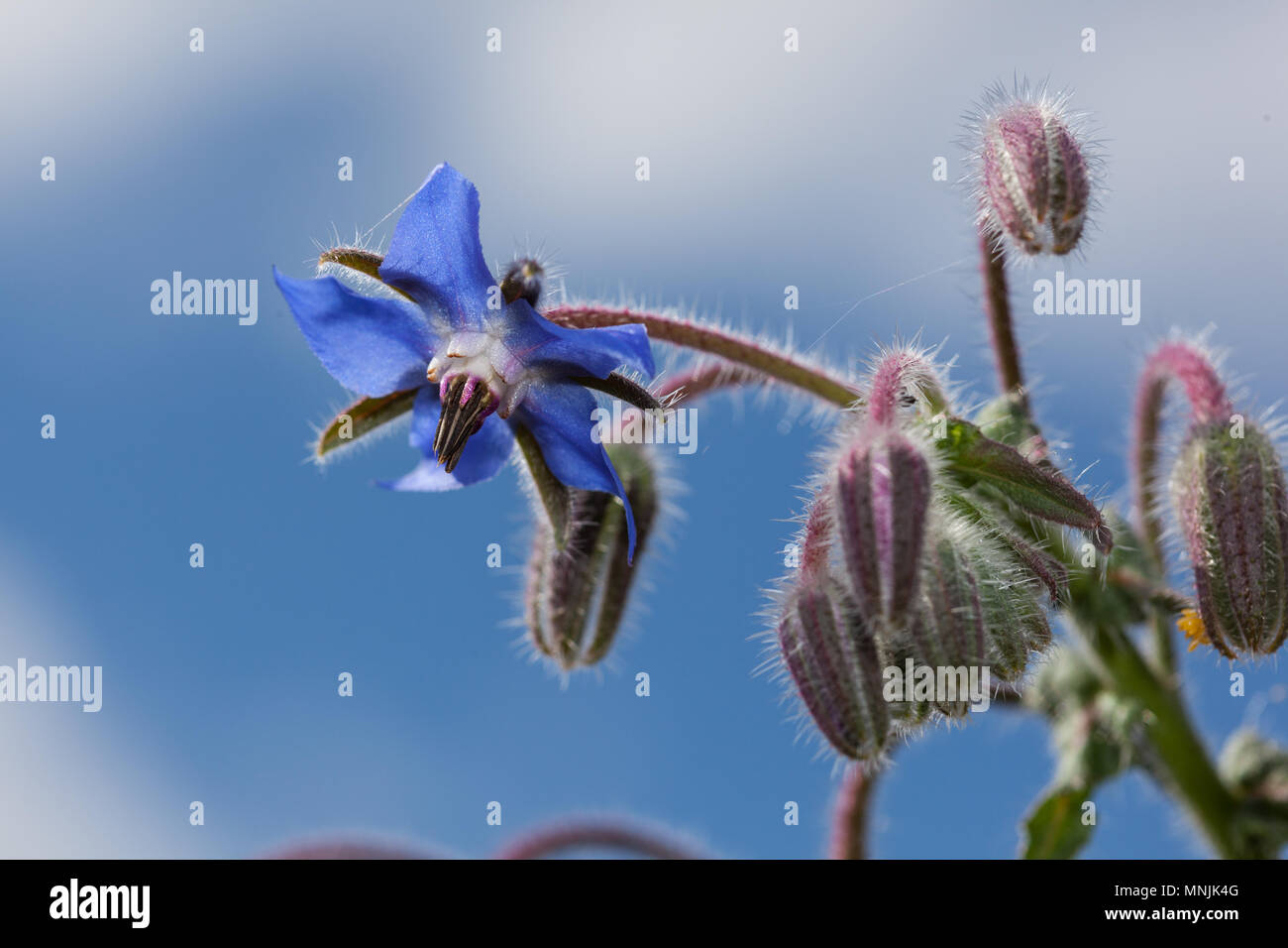 Pianta di borragine con fiori blu borago officinalis immagini e ...