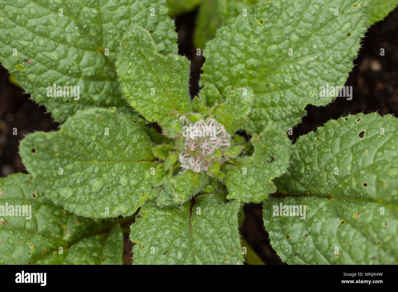 Pianta di borragine con fiori blu borago officinalis immagini e ...