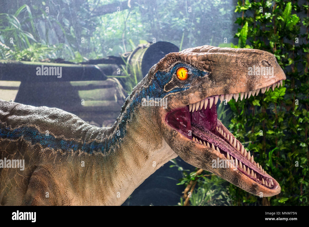 Raptor animatronic immagini e fotografie stock ad alta risoluzione - Alamy