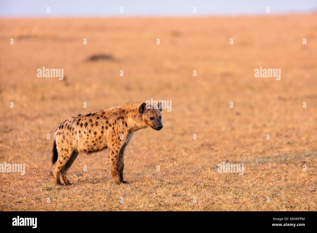Loro erano la iena immagini e fotografie stock ad alta risoluzione - Alamy
