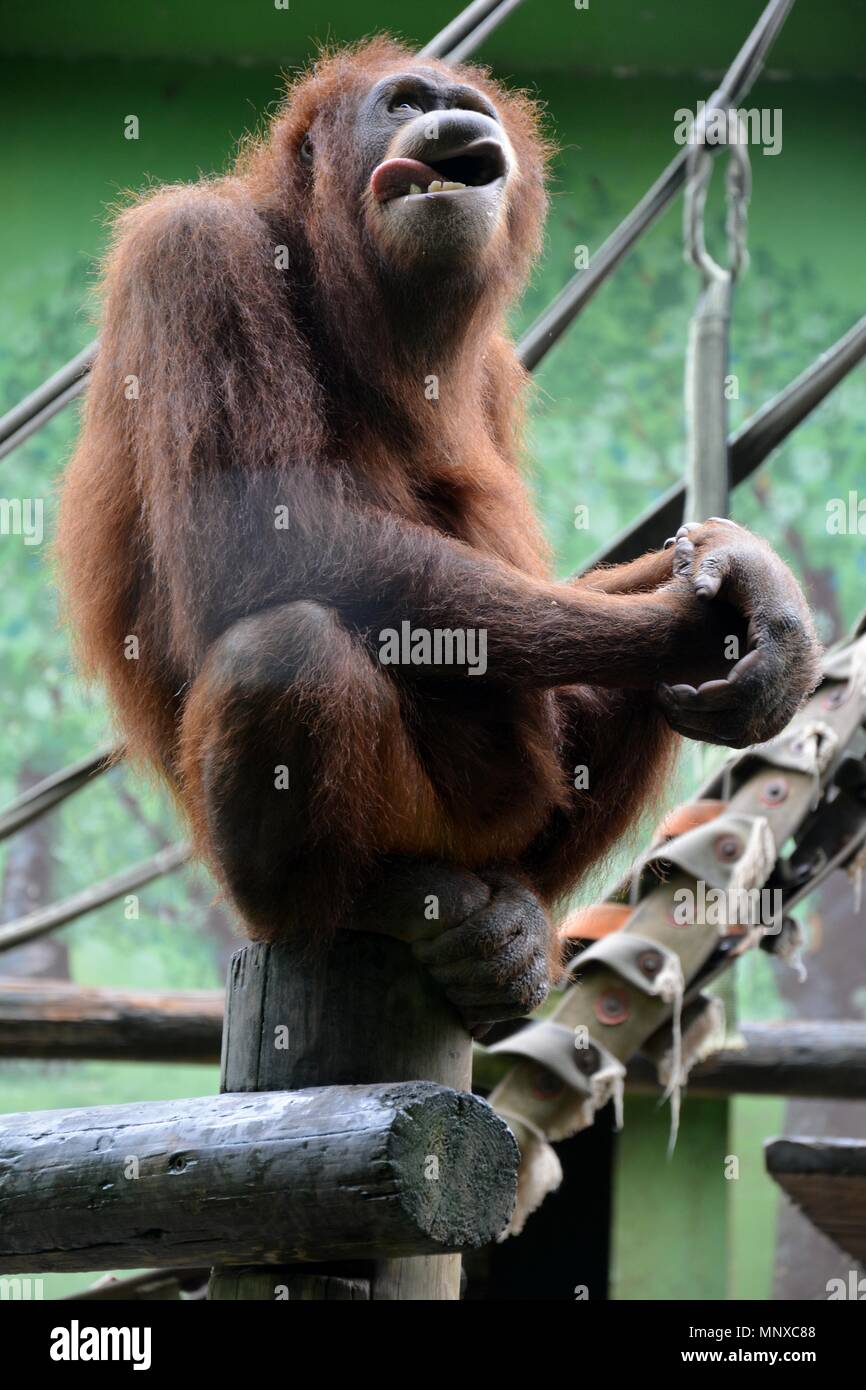 Scimmia pelosa immagini e fotografie stock ad alta risoluzione - Alamy