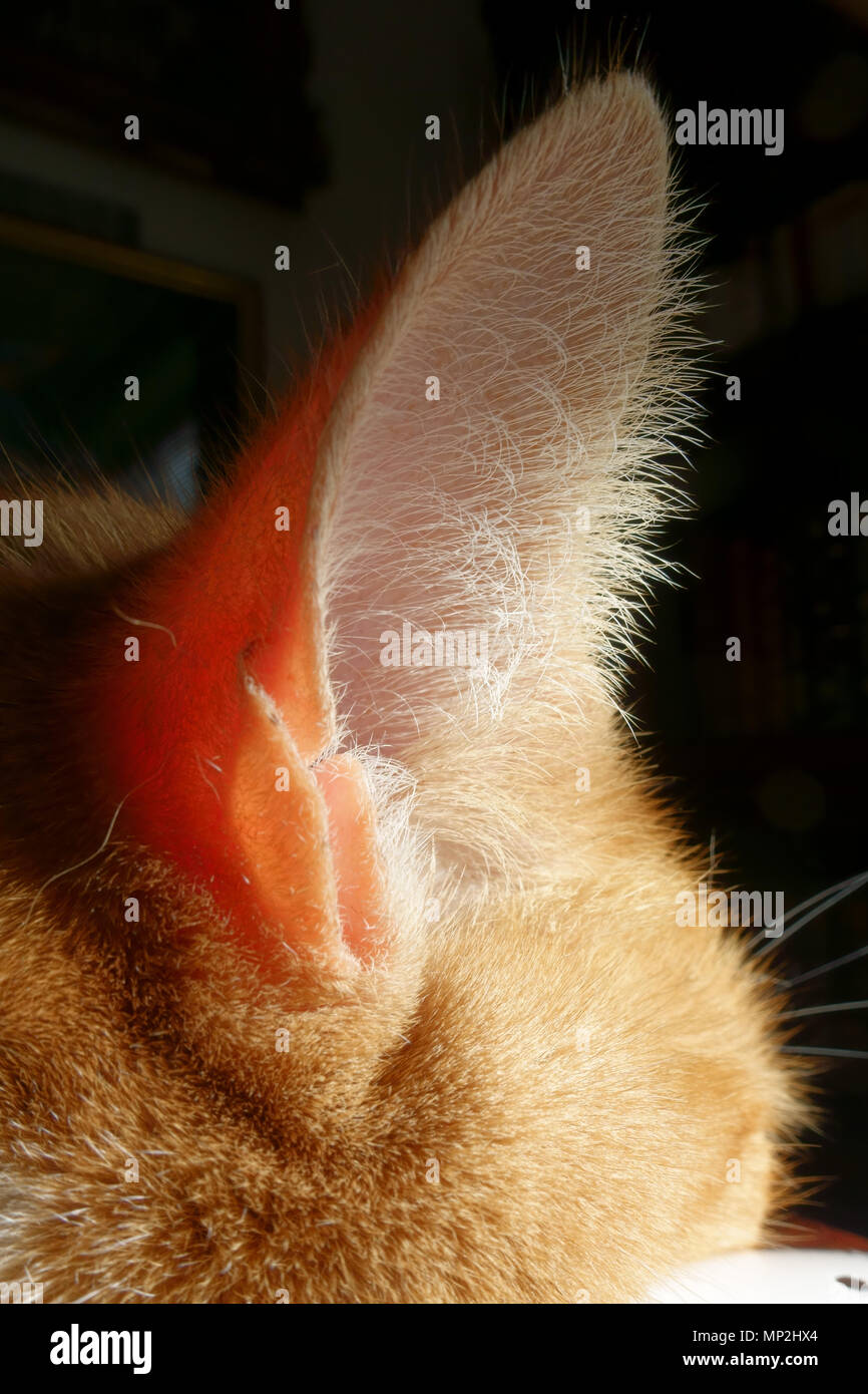 Erezione di orecchio di un gatto di zenzero, riposo, ma avviso. Mostra ...