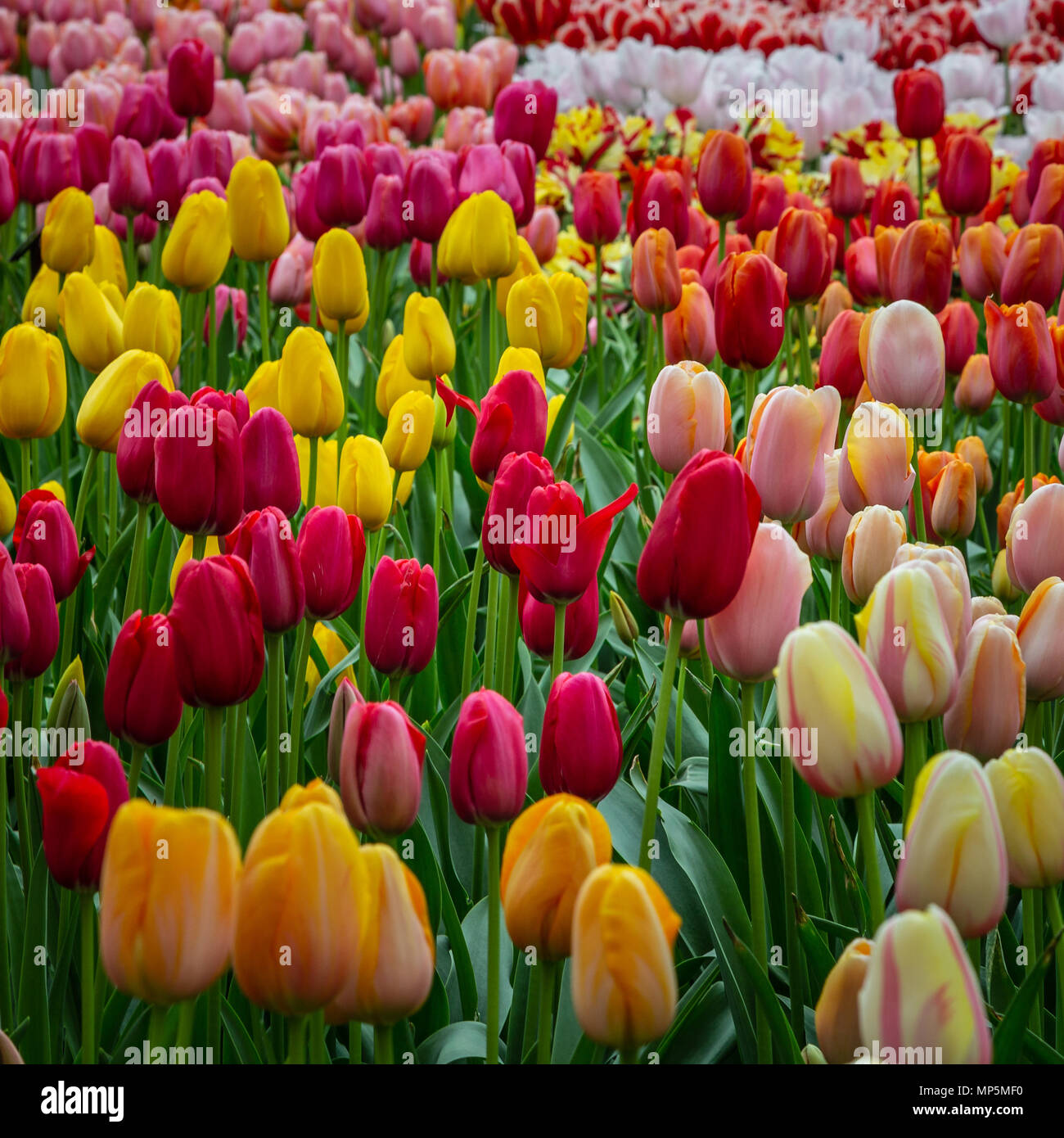 Tulipani per tutti immagini e fotografie stock ad alta risoluzione - Alamy