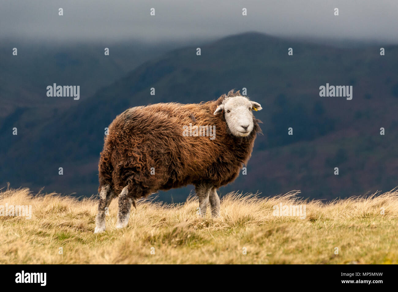 Razza britannica di pecore immagini e fotografie stock ad alta ...