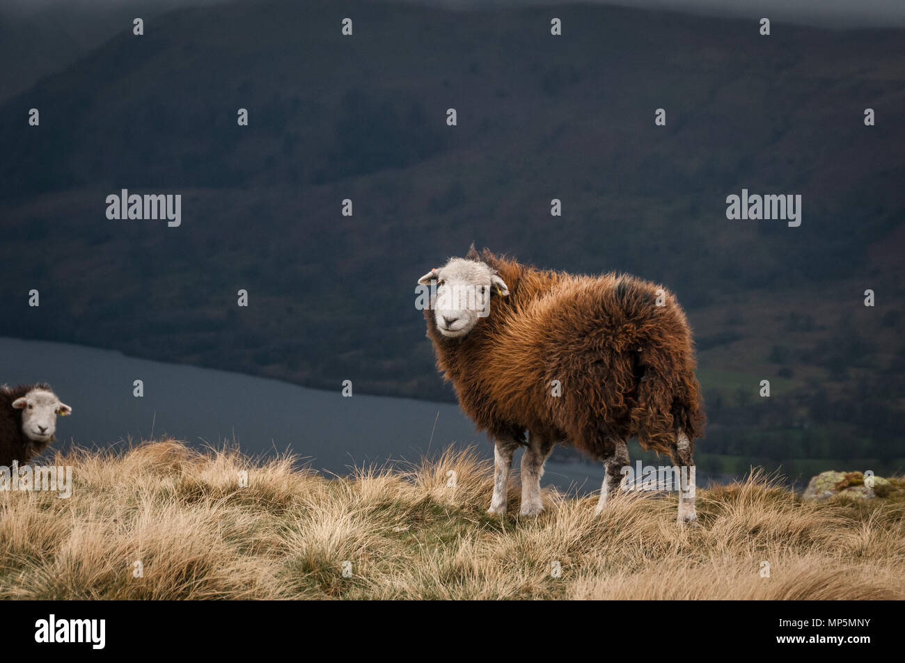 Razza britannica di pecore immagini e fotografie stock ad alta ...