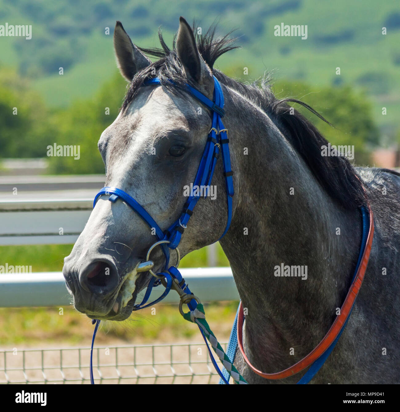 Cavallo Arabo Grigio Immagini e Fotos Stock - Alamy