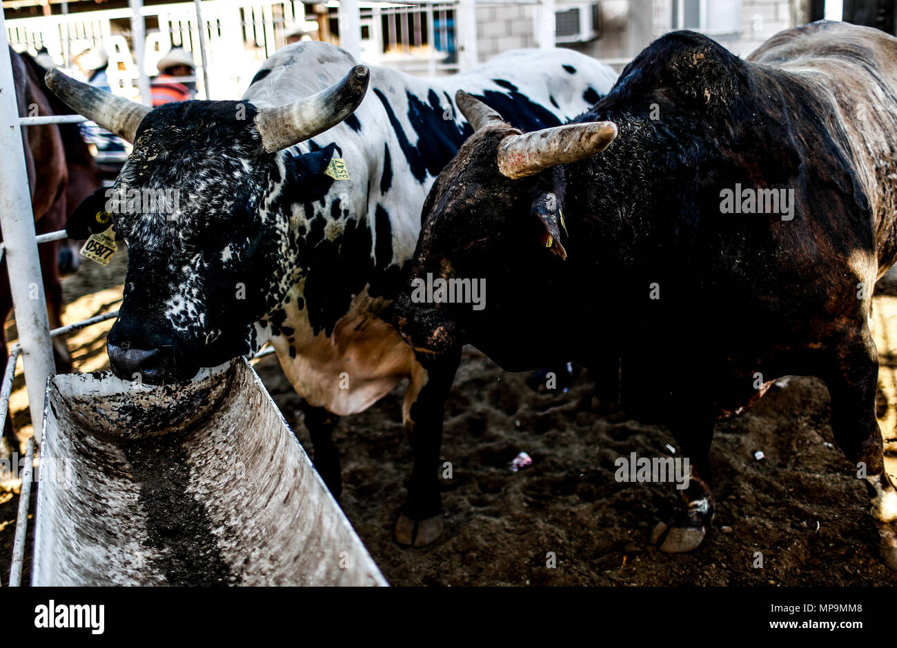 Rodeo toro Immagini e Fotos Stock - Alamy