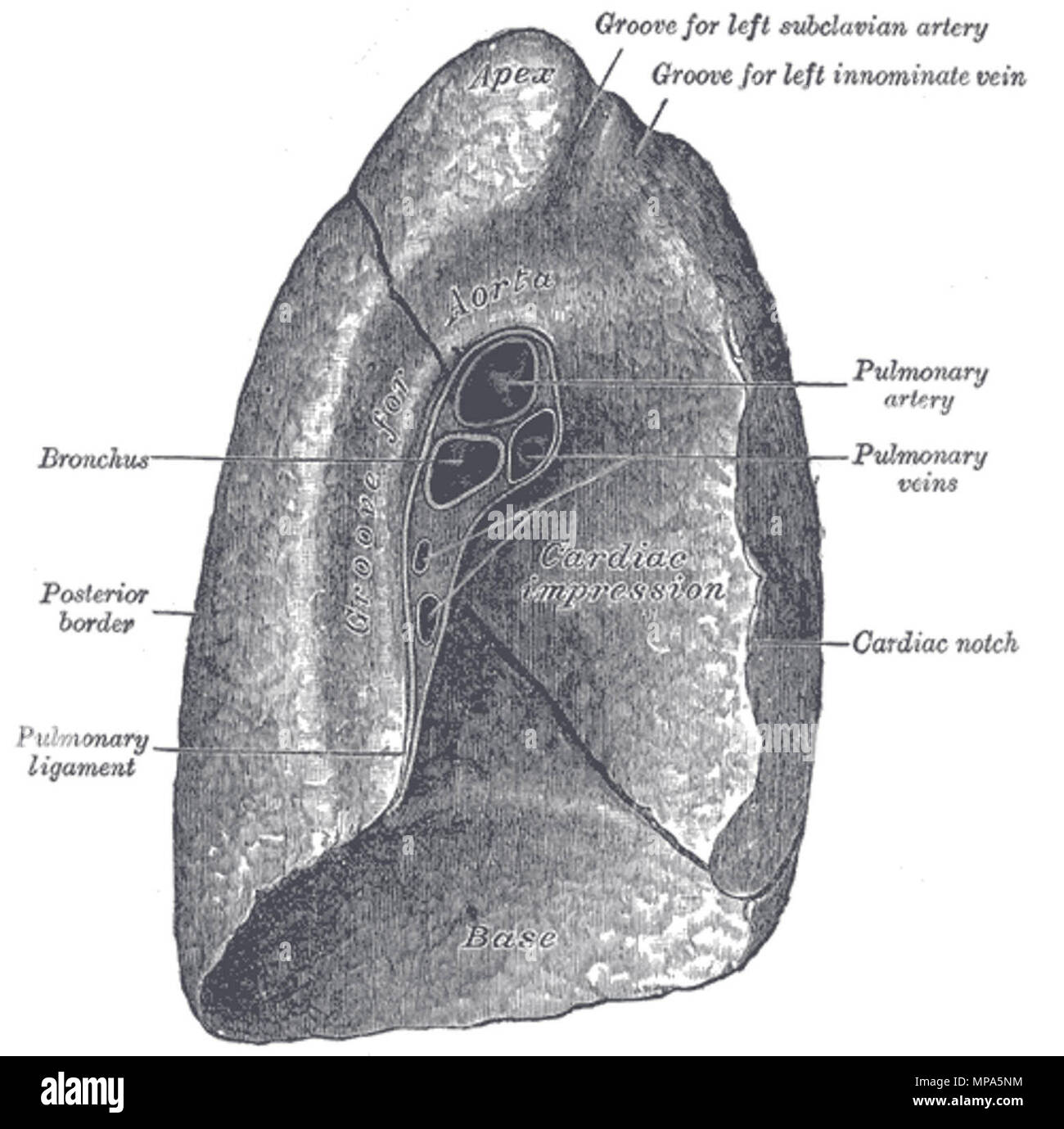 Polmone sinistro immagini e fotografie stock ad alta risoluzione - Alamy
