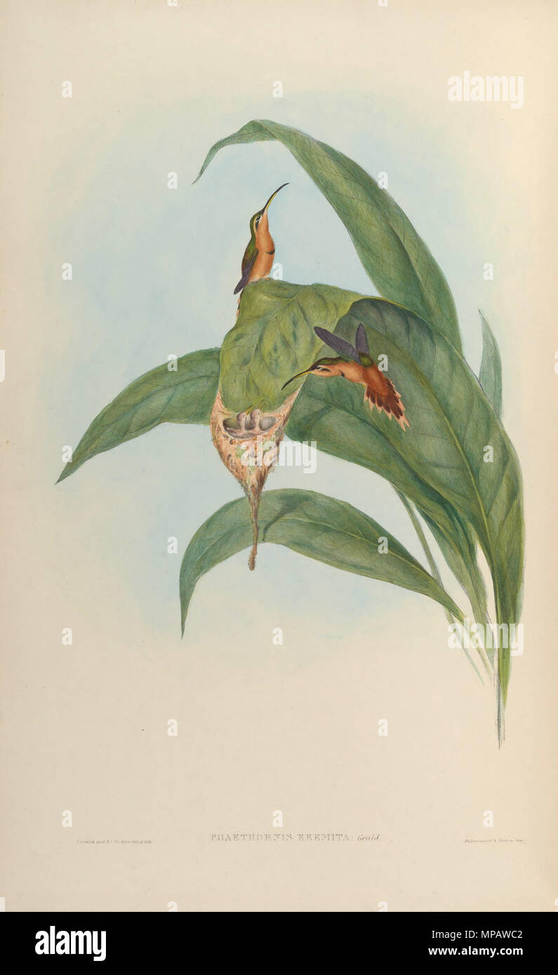 Phaethornis eremita immagini e fotografie stock ad alta risoluzione - Alamy