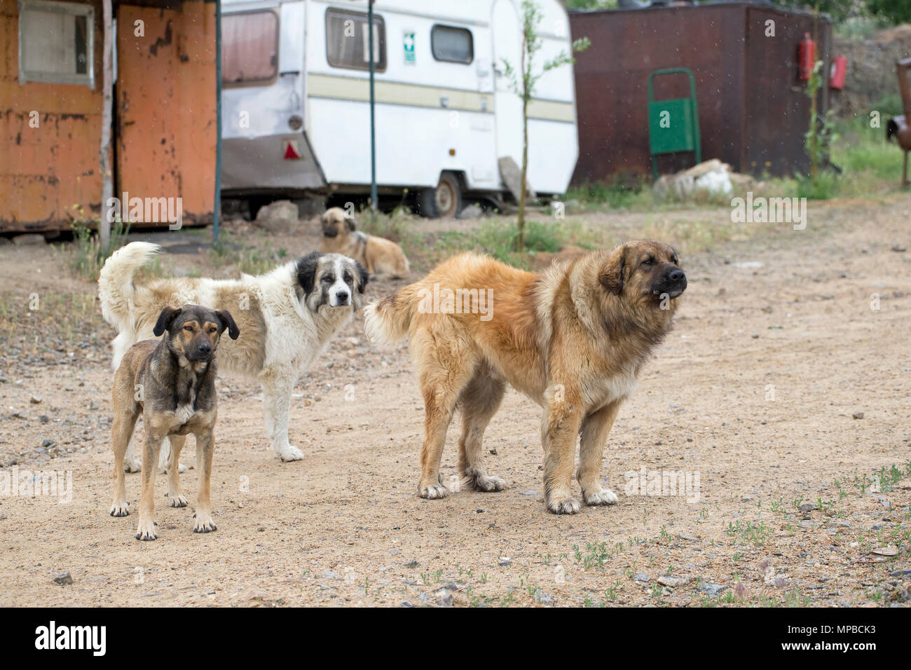Branchi di cani immagini e fotografie stock ad alta risoluzione - Alamy