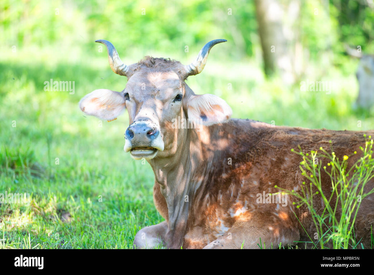 Mucca Con Grandi Corna Immagini e Fotos Stock - Alamy