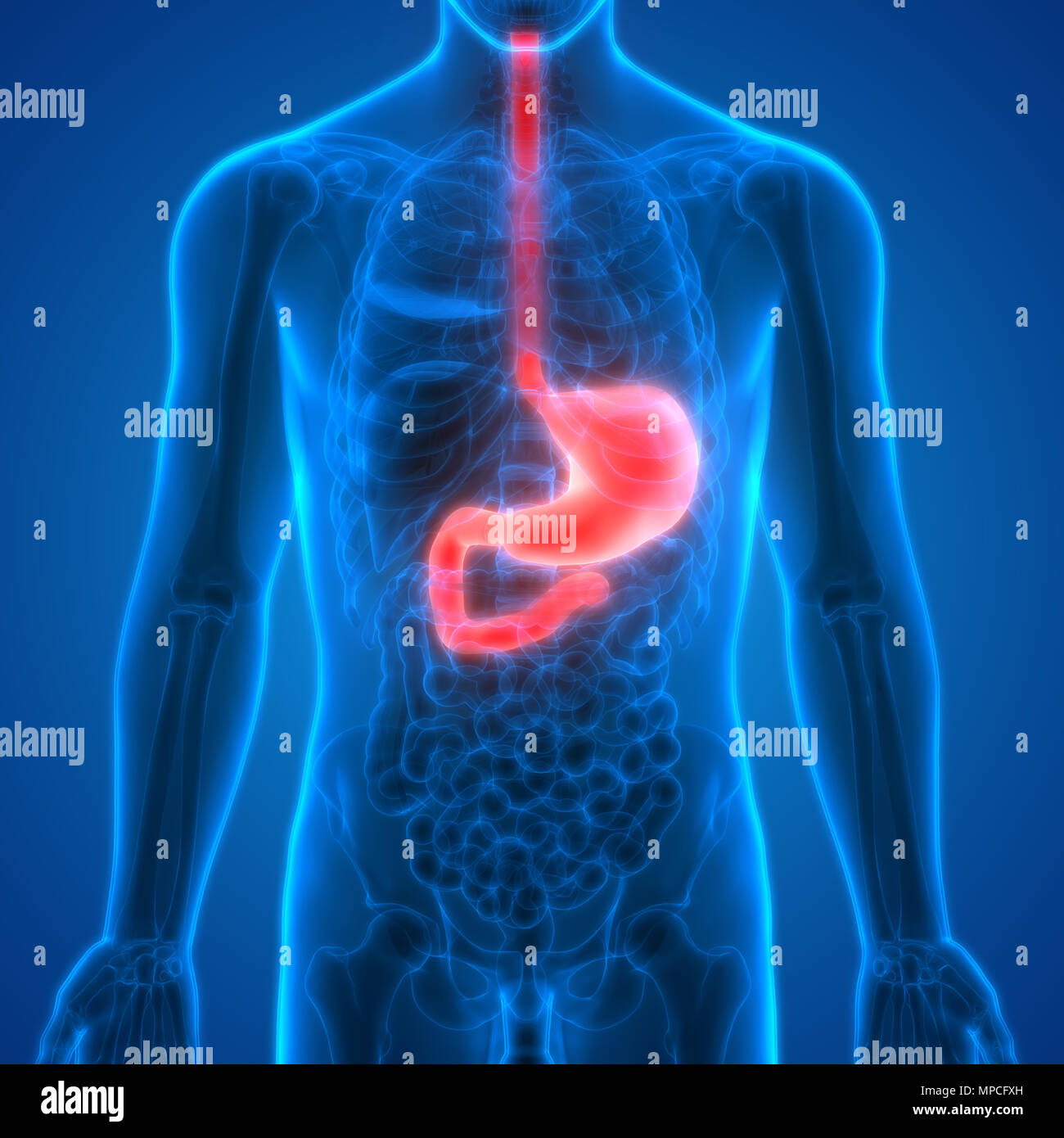 Anatomia dello stomaco immagini e fotografie stock ad alta risoluzione ...