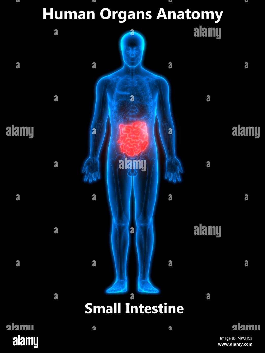 Piccolo intestino immagini e fotografie stock ad alta risoluzione - Alamy