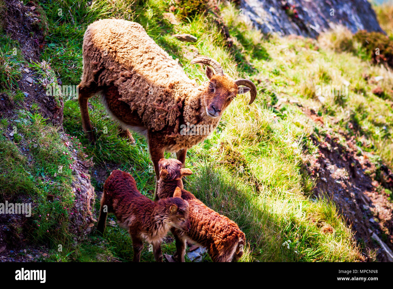 Capre sulle colline immagini e fotografie stock ad alta risoluzione - Alamy