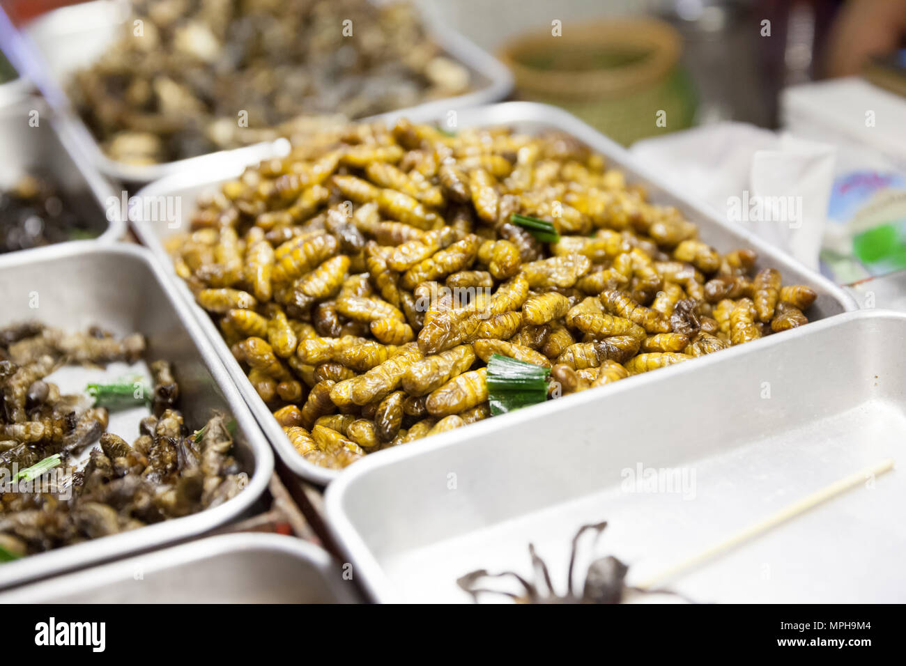 Tipi di vermi immagini e fotografie stock ad alta risoluzione - Alamy